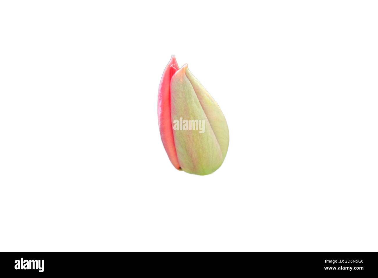 Small bud of tulip flower. Spring flower bud isolated on white ...