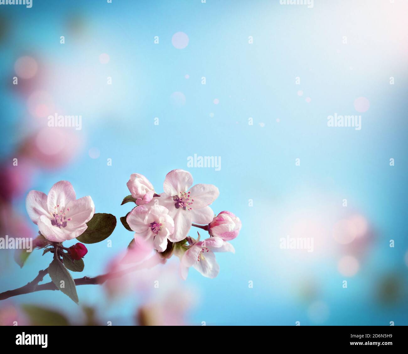 Blossom tree over nature background. Spring flowers. Spring Background ...