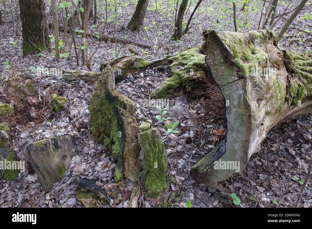 Rotten plant hi-res stock photography and images - Alamy