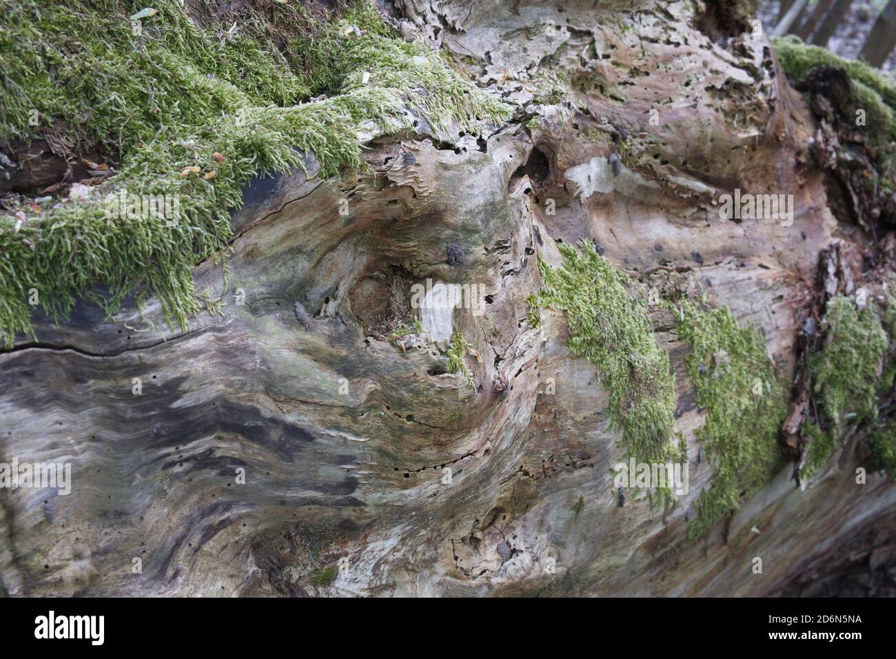 Rotten color image hi-res stock photography and images - Alamy