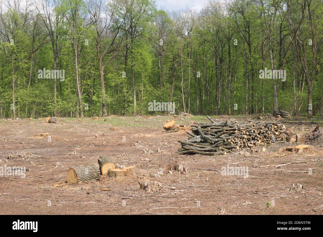 Stacked tree trunks at felling. Forest clearing. Wood harvesting Stock ...