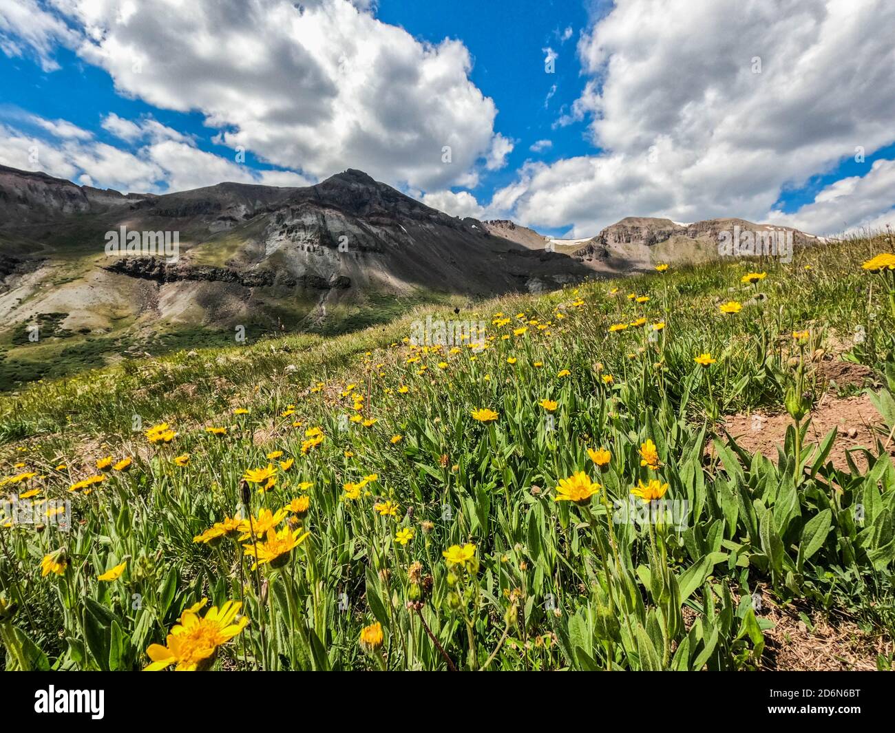Colorado alpine sunflowers hi-res stock photography and images - Alamy