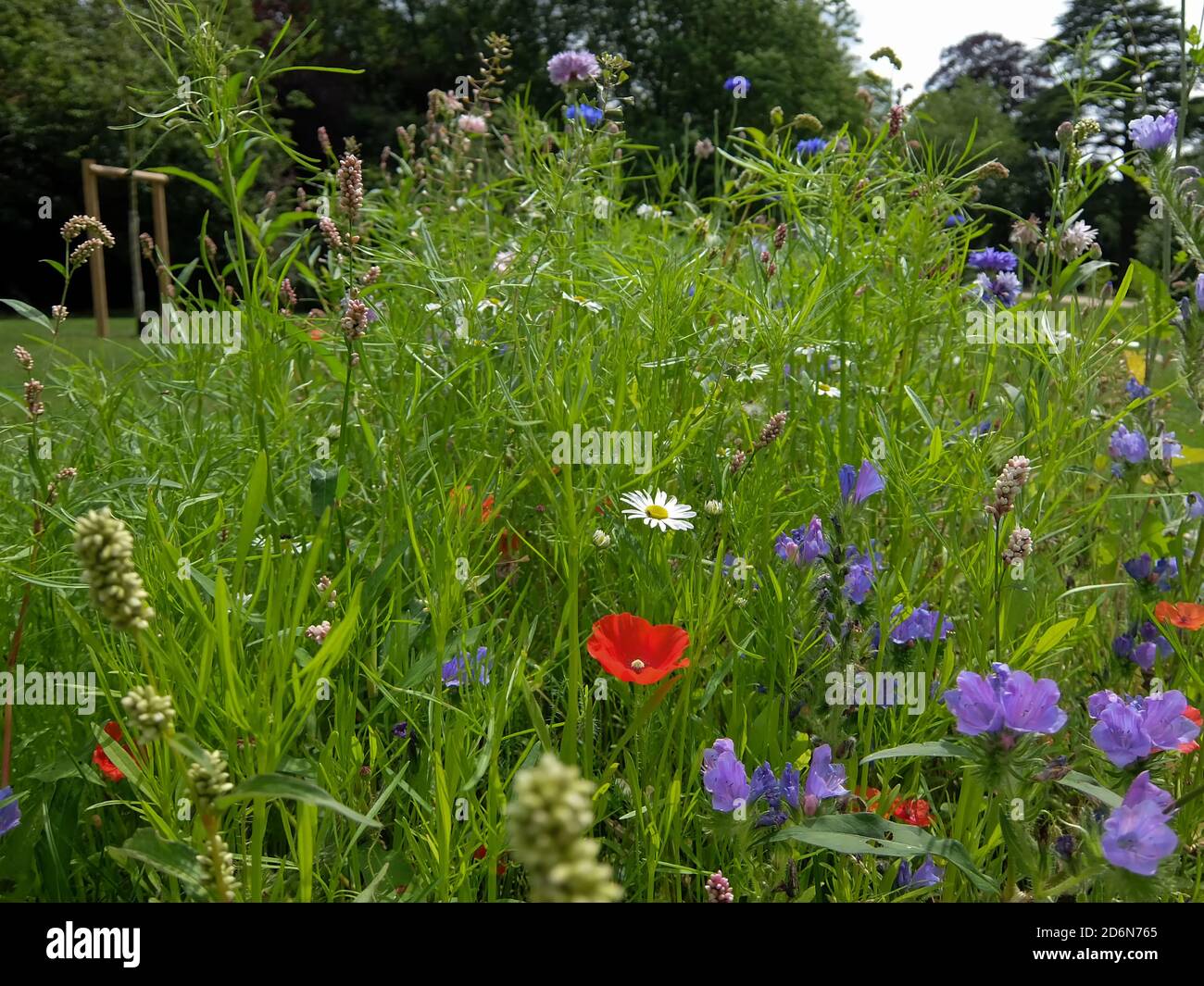 Wild flowers in the summer in the British countryside Stock Photo - Alamy