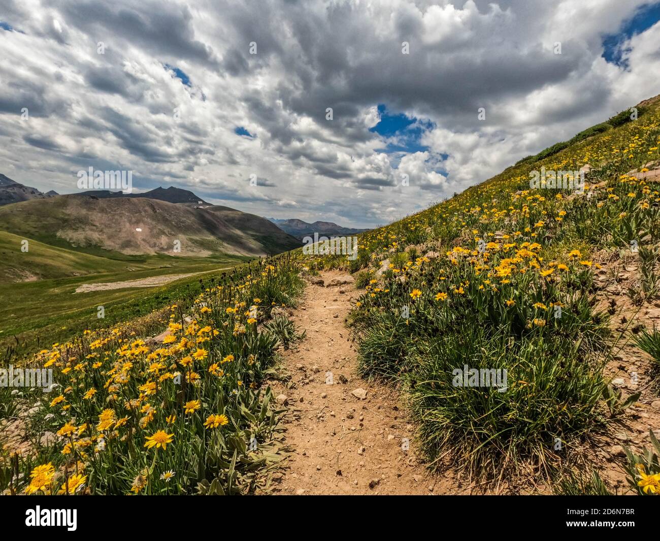 Highland wildflowers hi-res stock photography and images - Alamy