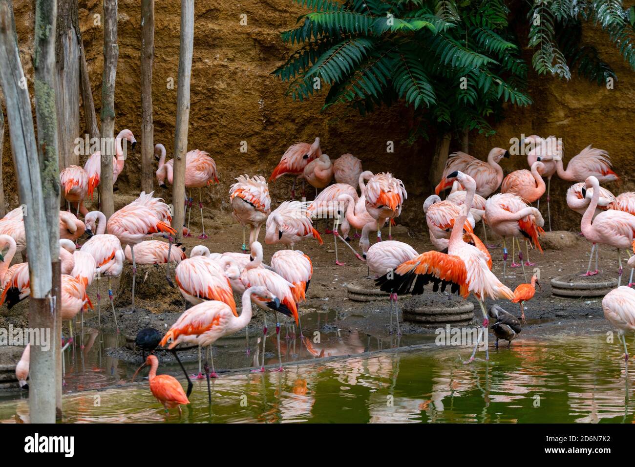 Flemish of chile hi-res stock photography and images - Alamy