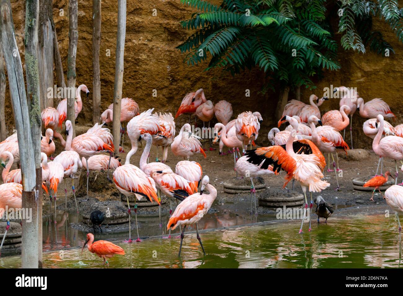 group of pink flemish of chile Stock Photo - Alamy