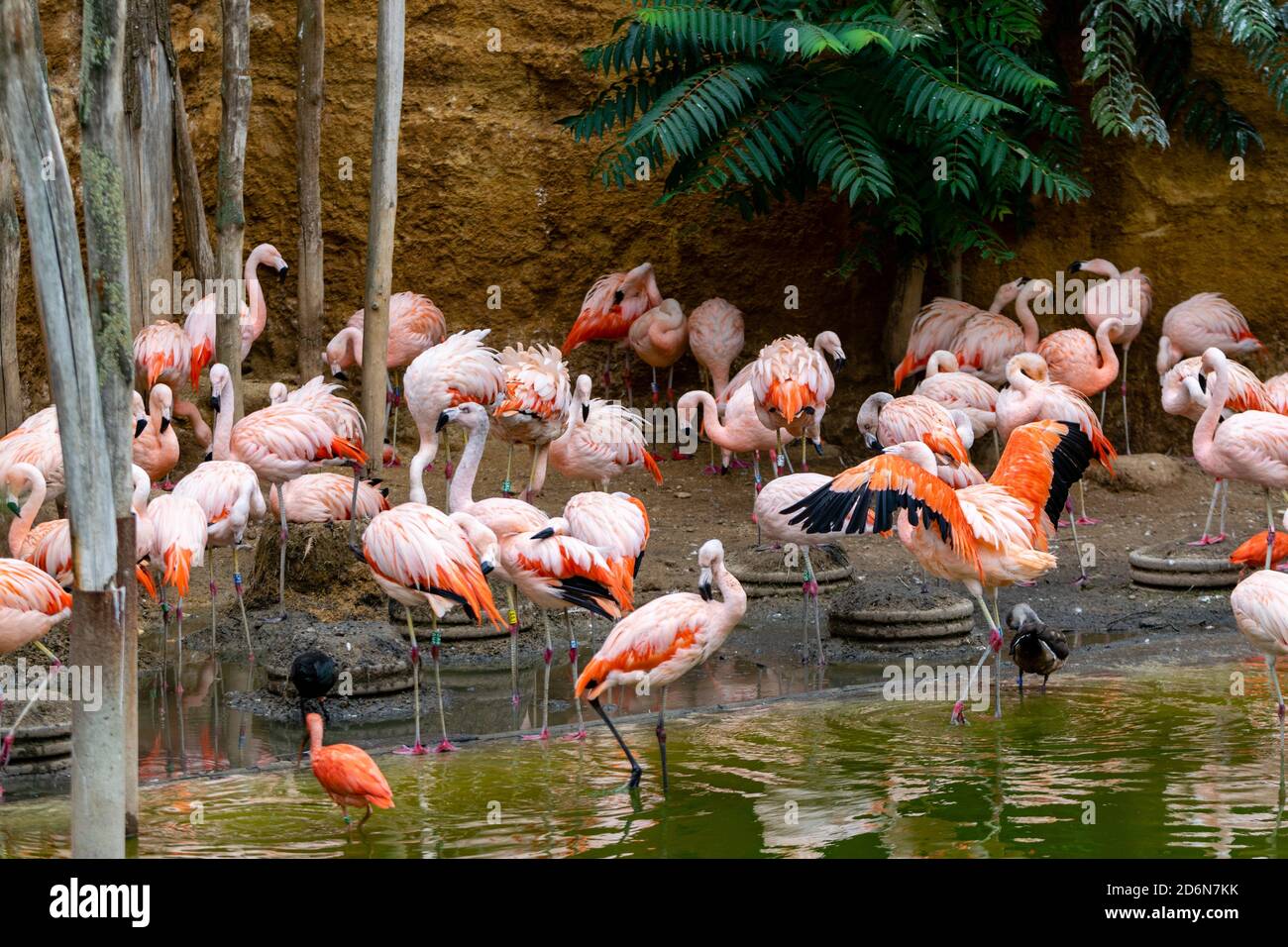 group of pink flemish of chile Stock Photo - Alamy