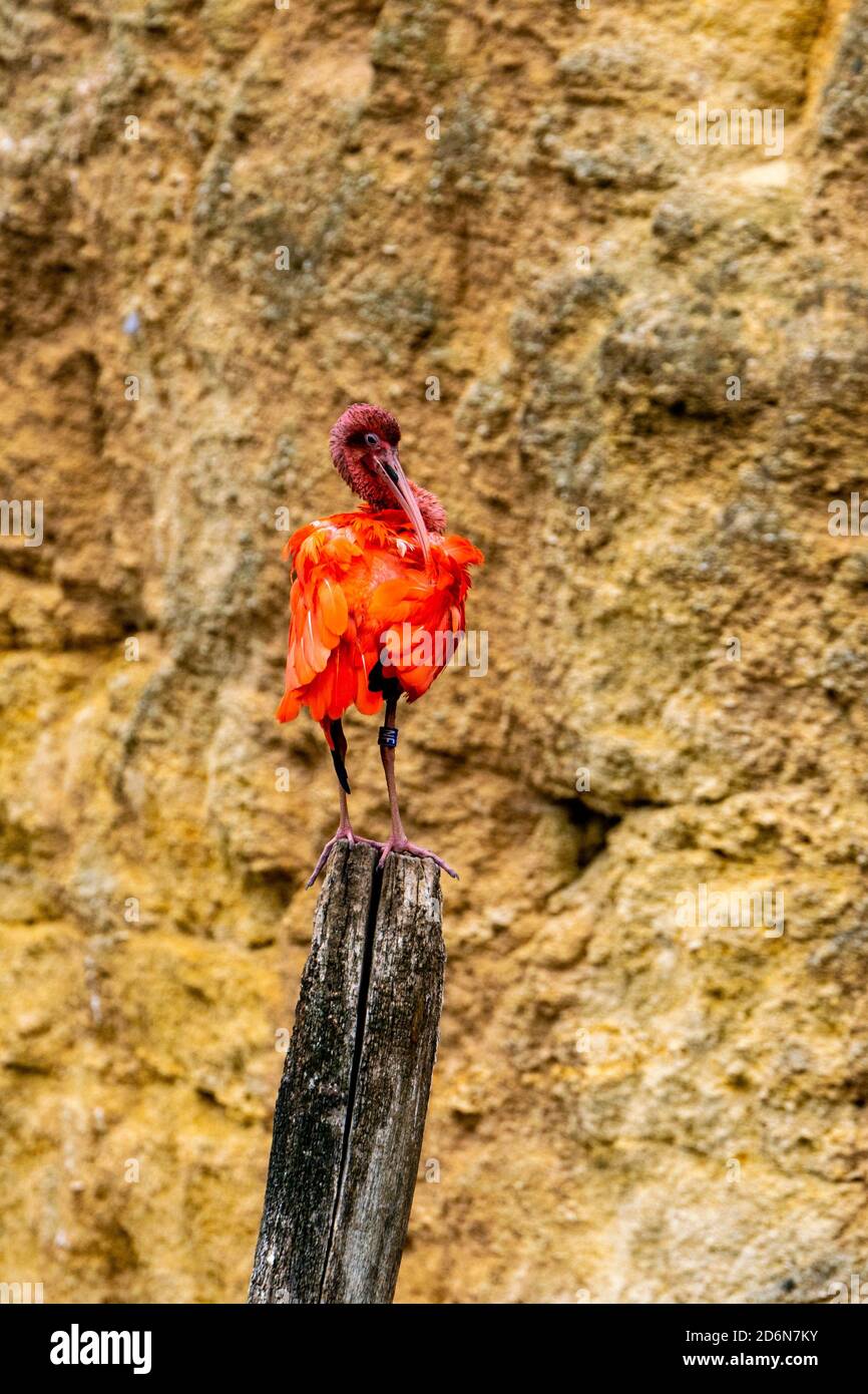 Red droppings hi-res stock photography and images - Alamy