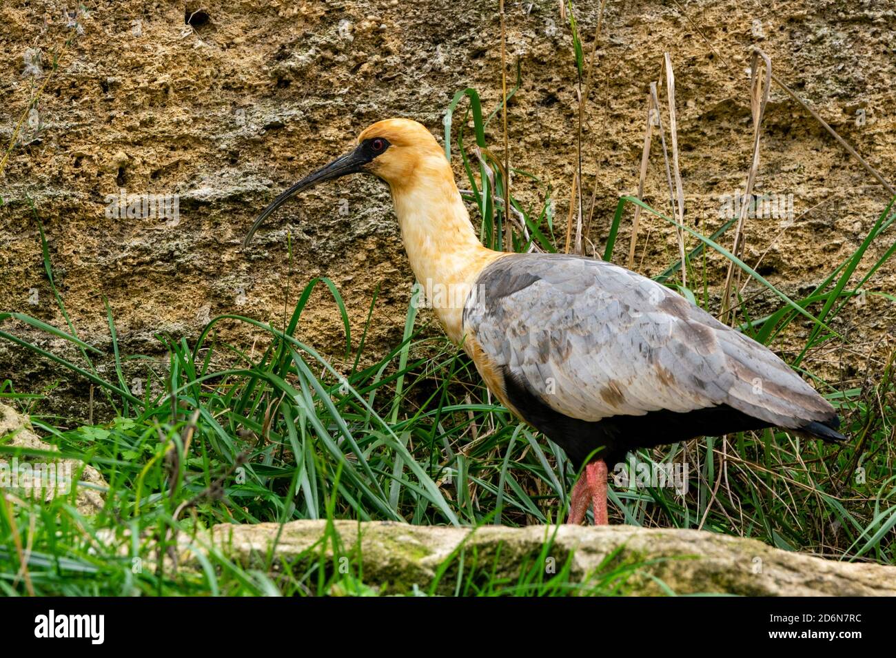 Black face bird hi-res stock photography and images - Alamy