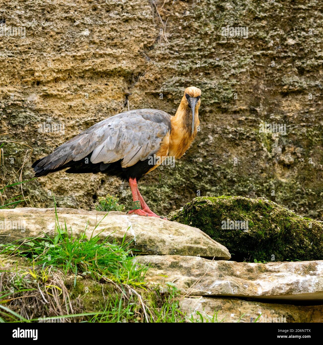 portrait of ibis with black face bird Stock Photo - Alamy
