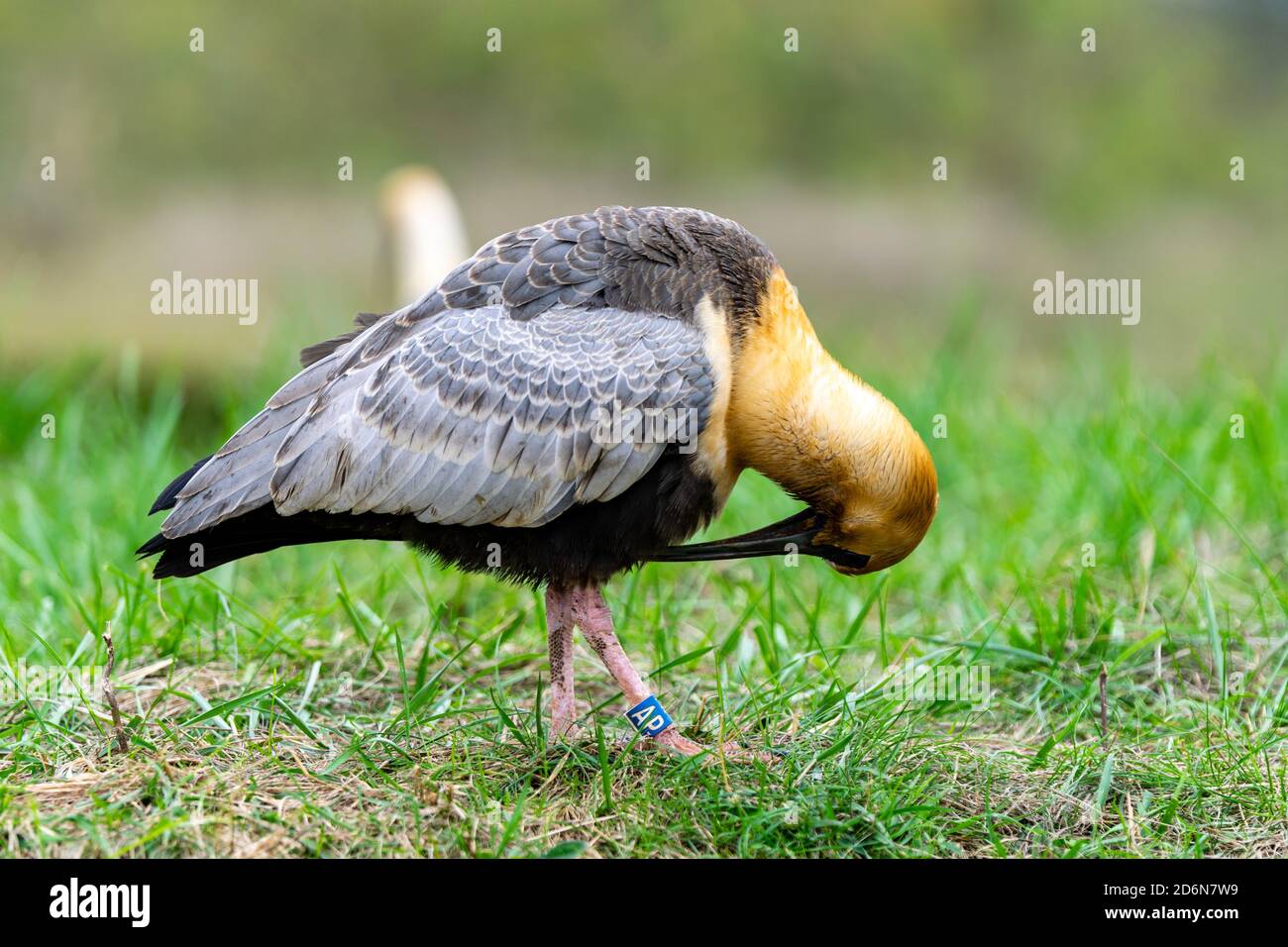 portrait of ibis with black face bird Stock Photo - Alamy