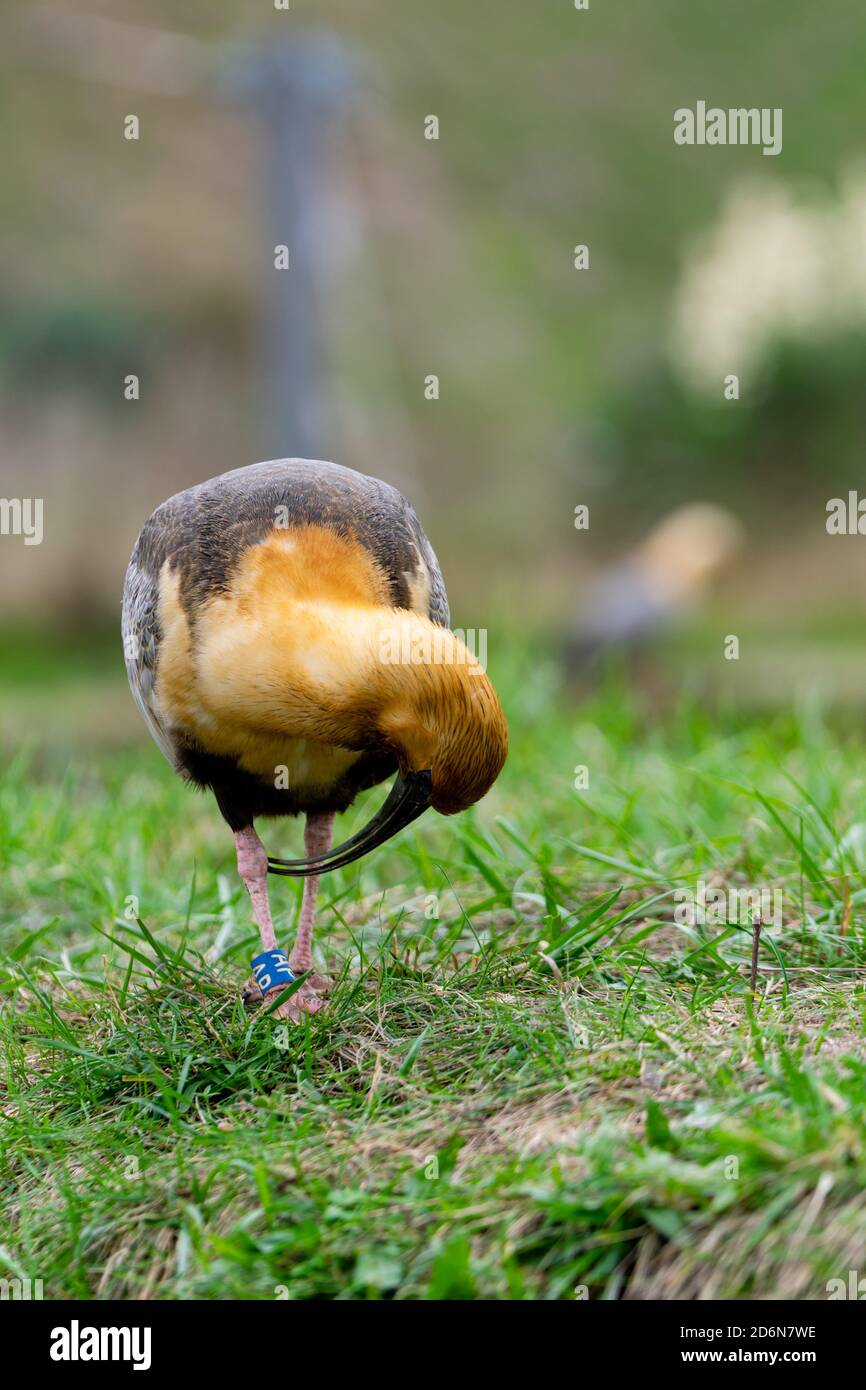 portrait of ibis with black face bird Stock Photo - Alamy
