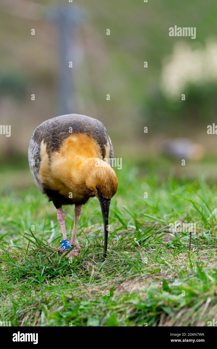 Black face bird hi-res stock photography and images - Alamy