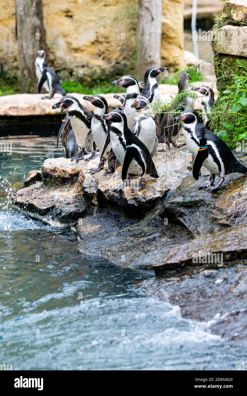 view of penguin in zoologic park Stock Photo - Alamy