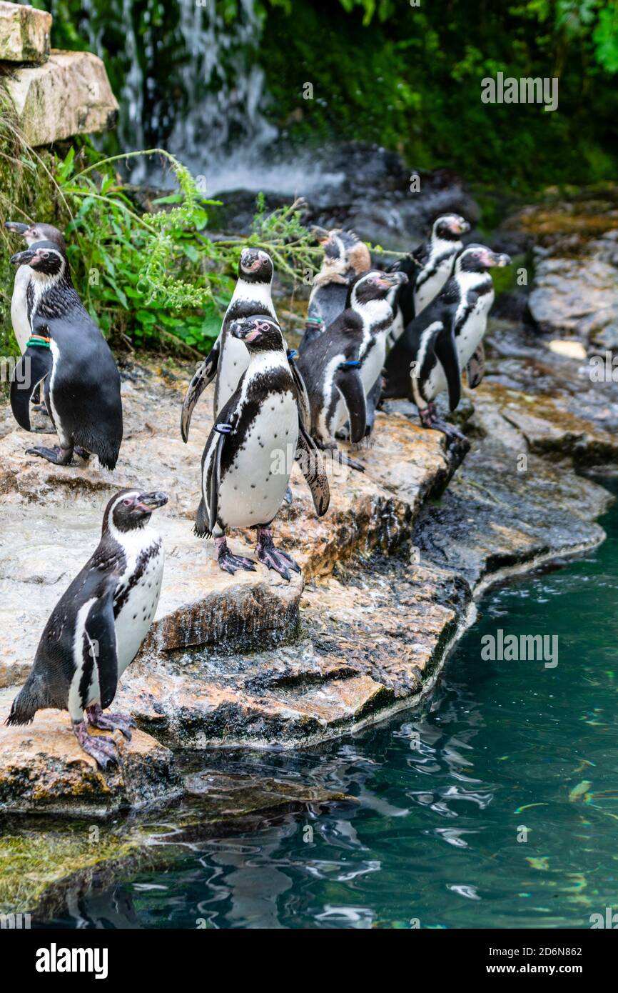 Zoologic park hi-res stock photography and images - Alamy