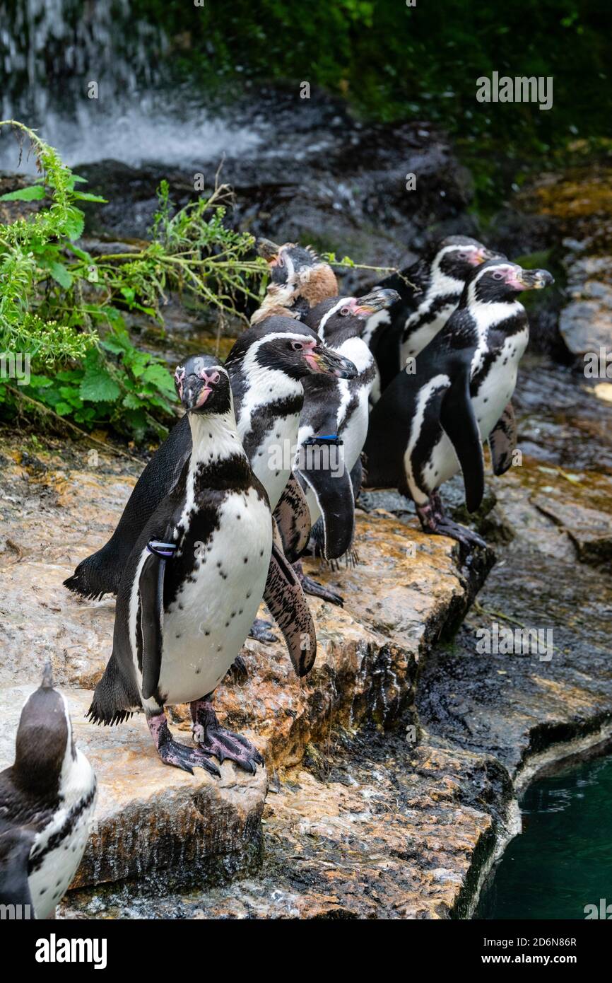 Zoologic hi-res stock photography and images - Alamy