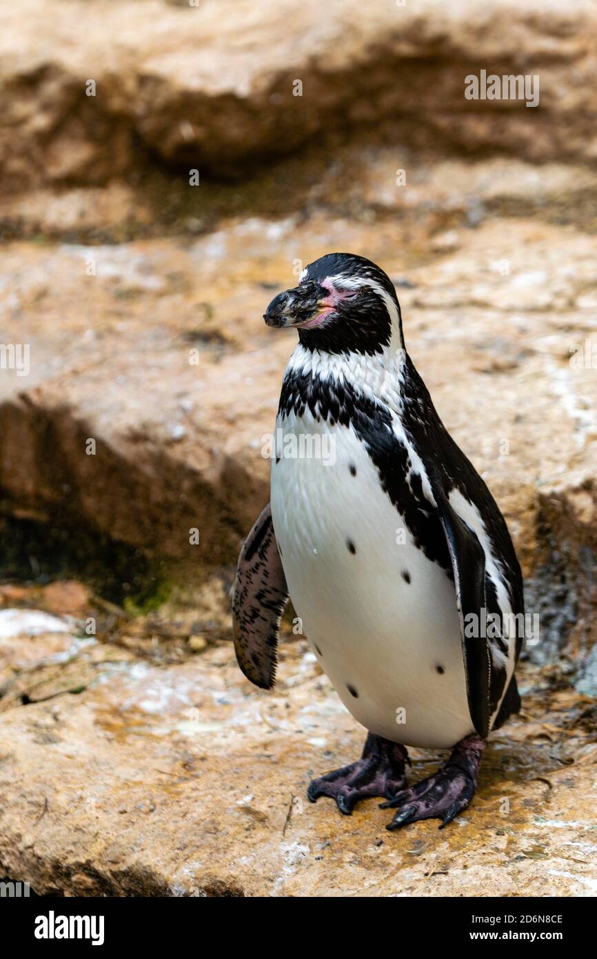 Zoologic hi-res stock photography and images - Alamy