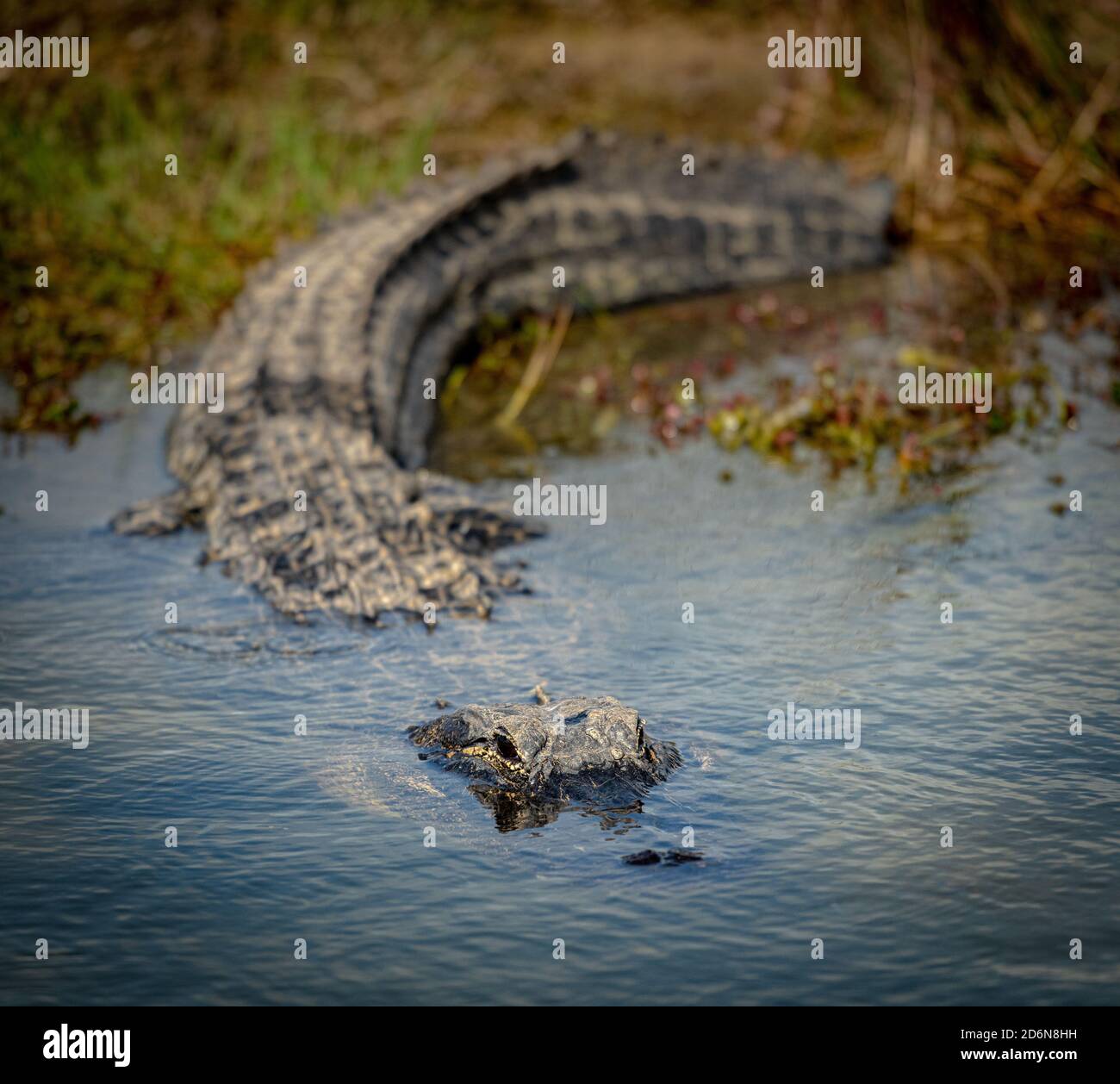 Alligator Swims into Clear Pool from shoreline Stock Photo - Alamy