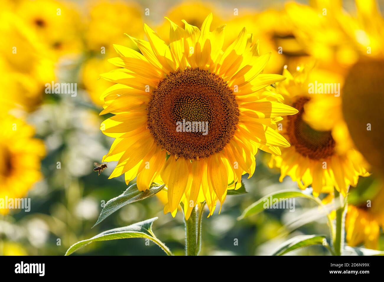 Sunflower full sun hi-res stock photography and images - Alamy