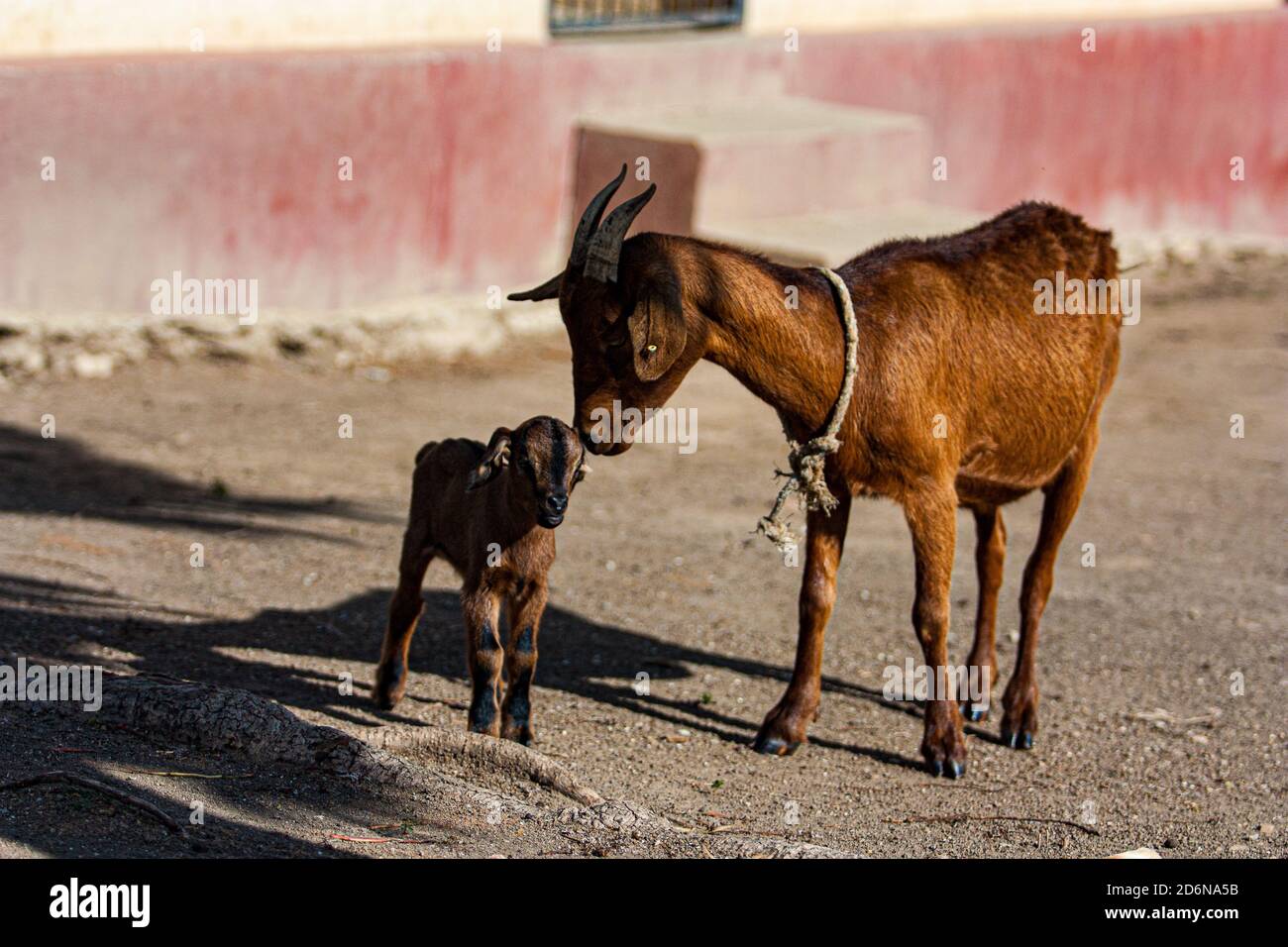 Goat family hi-res stock photography and images - Alamy