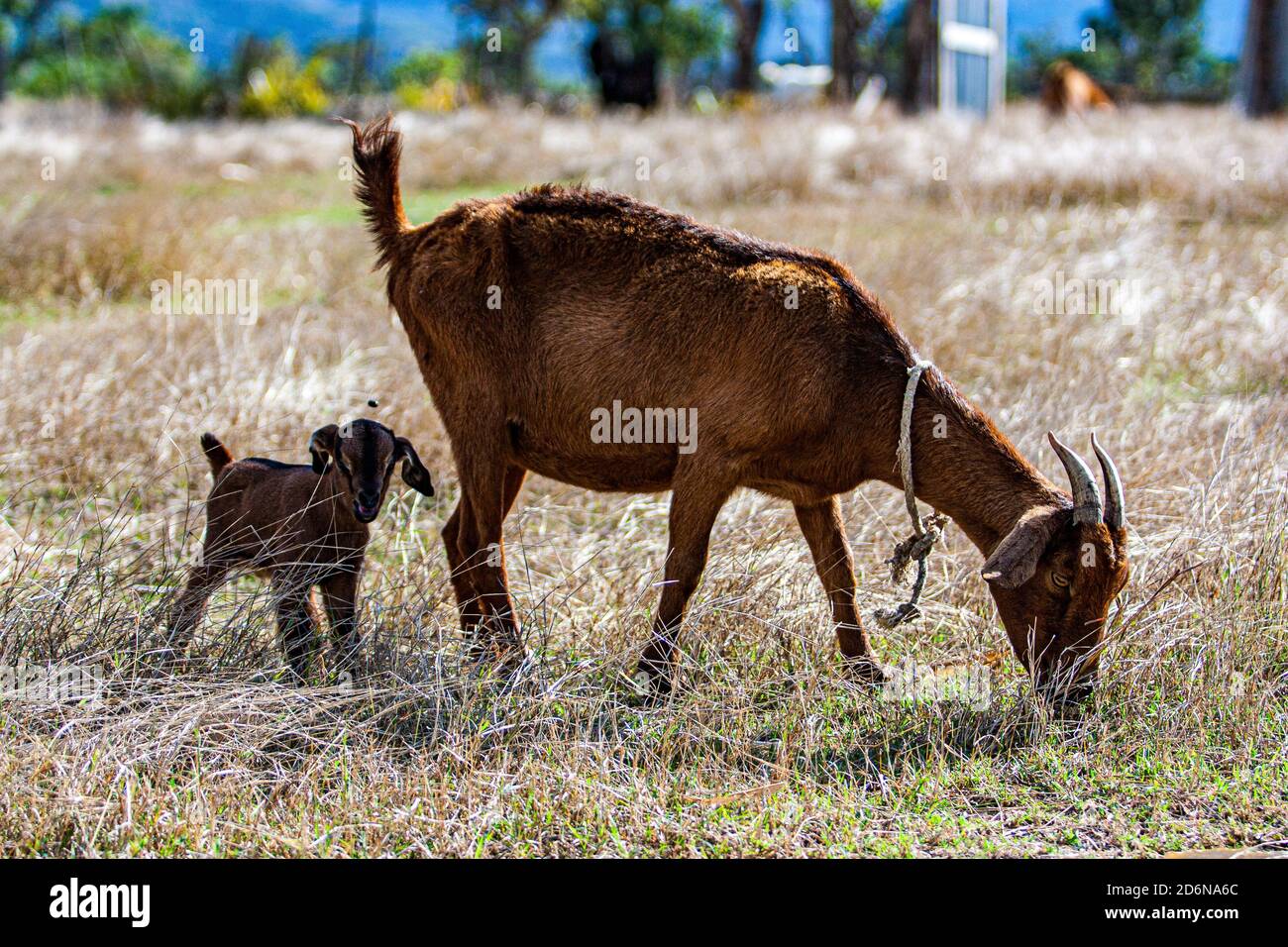Goat Family Stock Photo - Alamy