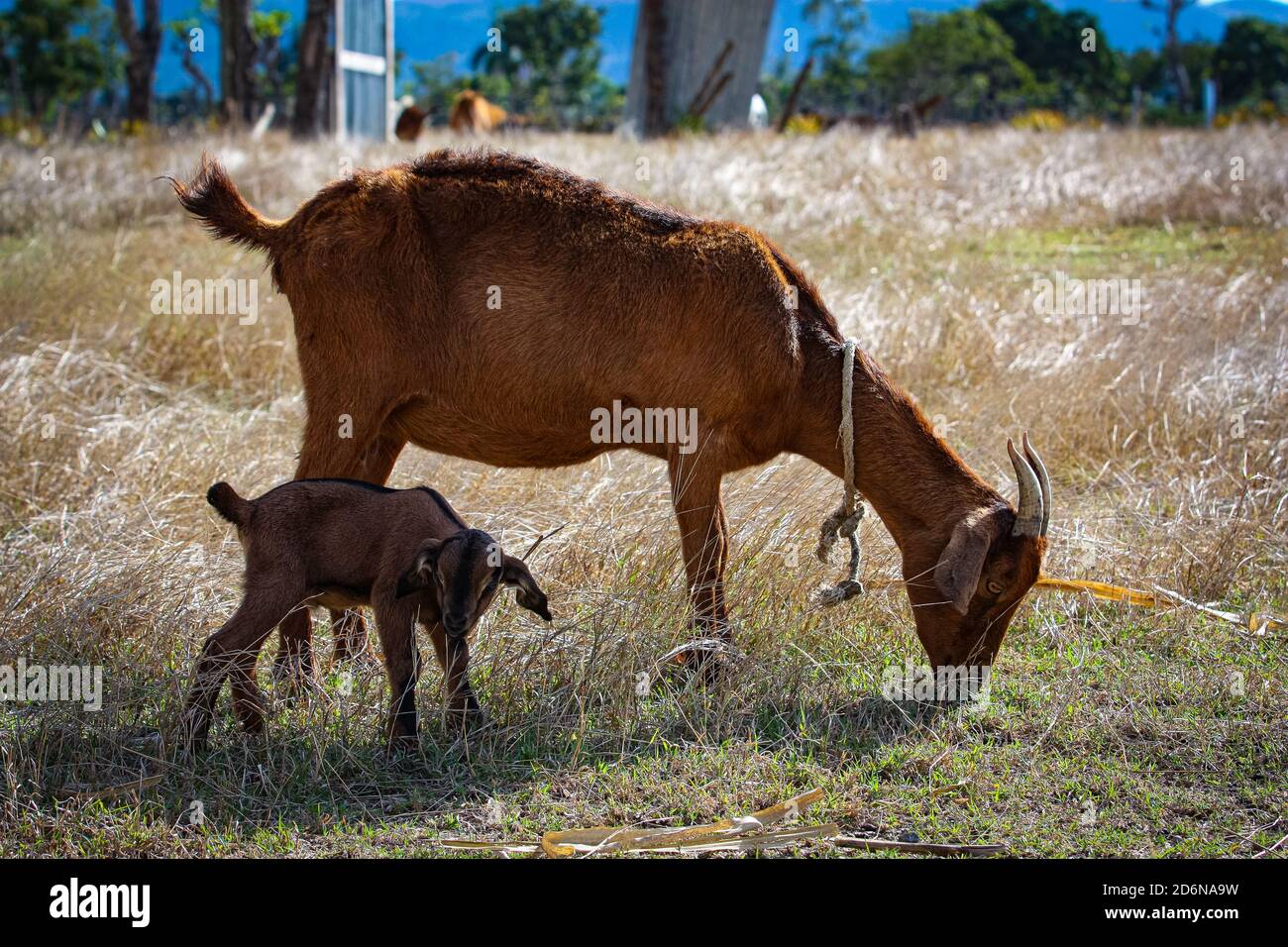 Goat family hi-res stock photography and images - Alamy