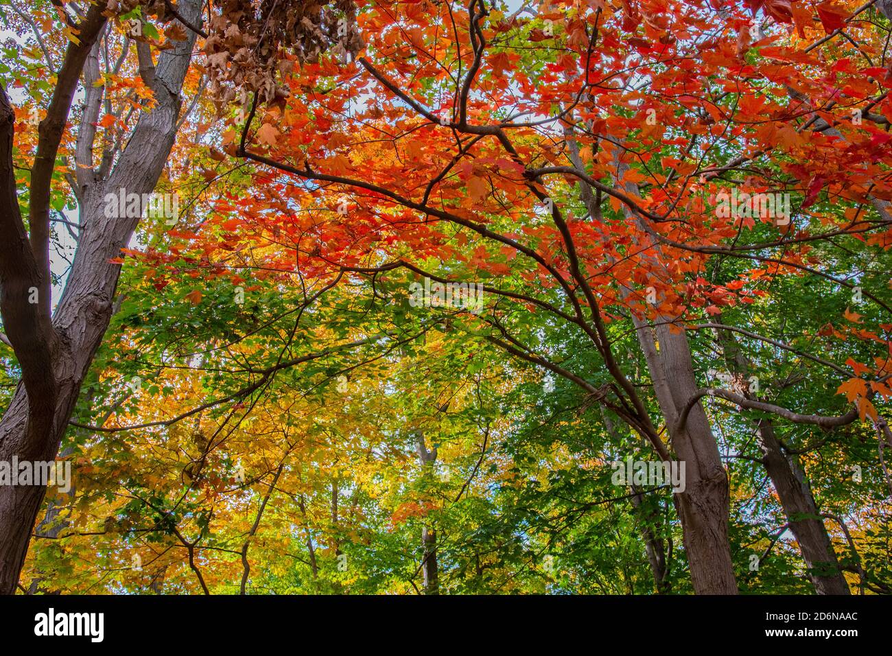 Unusual fall colors hi-res stock photography and images - Alamy