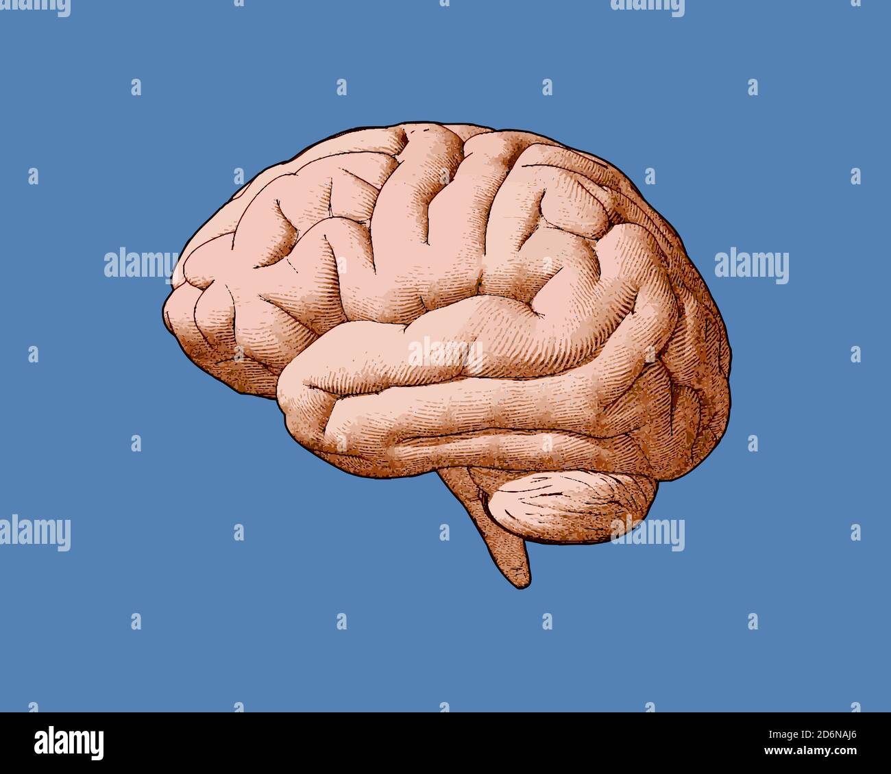 Engraving brain side view with soft drawing illustration on blue color ...