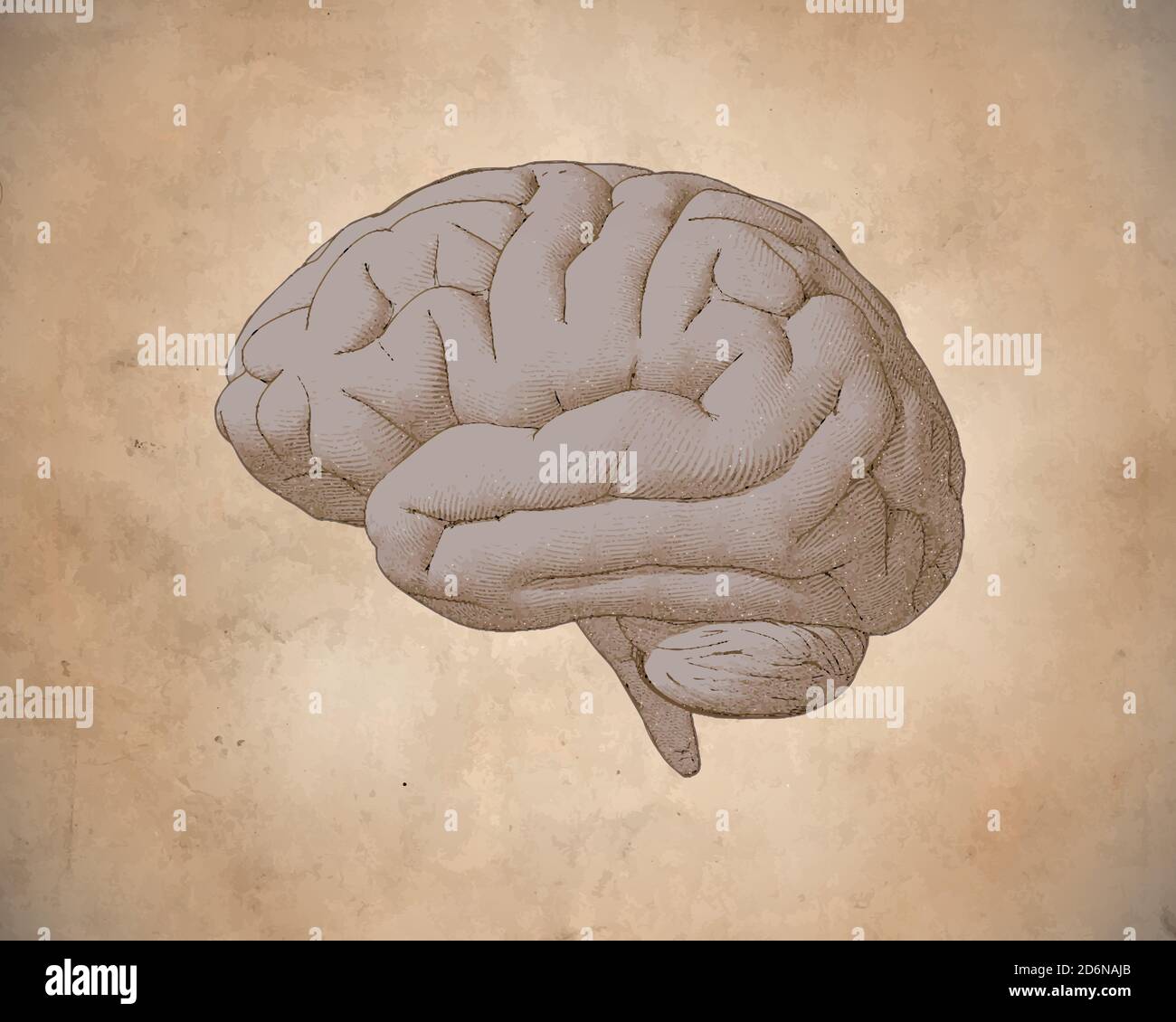 Engraving brain side view with soft drawing illustration on sepia old ...