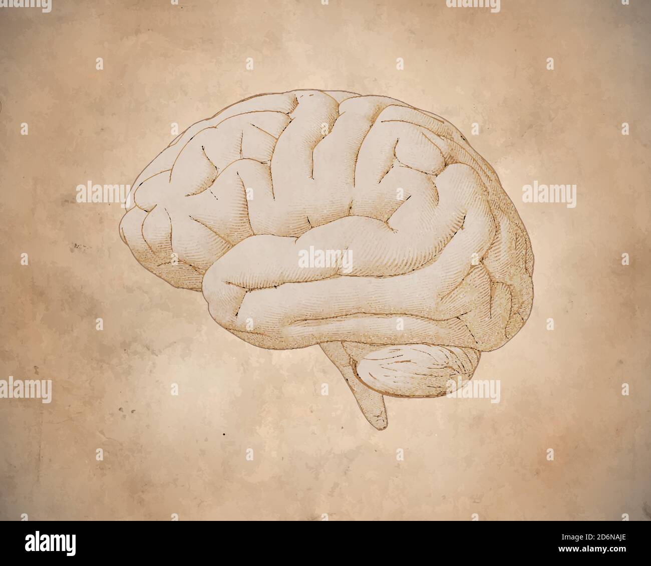 Engraving brain side view with soft drawing illustration on sepia old ...