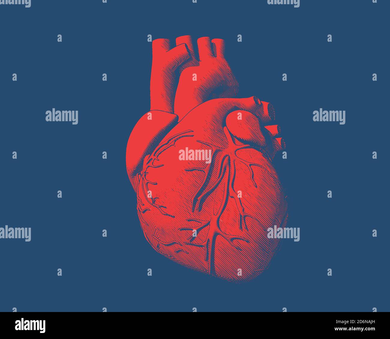 Engraving drawing human heart in red color on blue background Stock ...