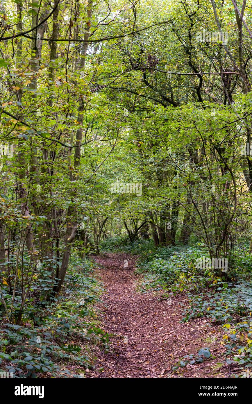 pathway through woodland, woodland track, tunnel of trees, tree lined ...