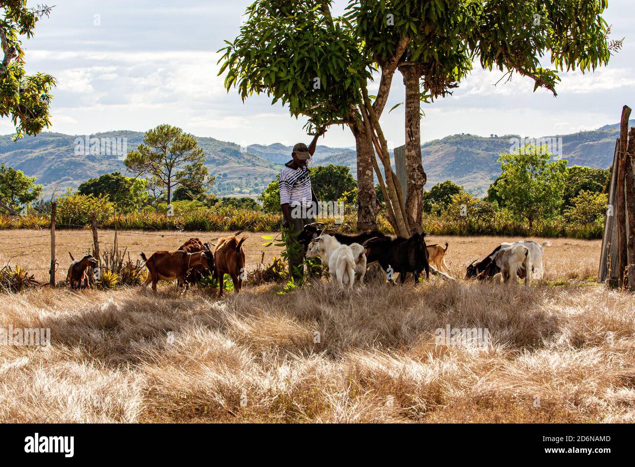 Goats in farm in Hinche, Haiti Stock Photo - Alamy