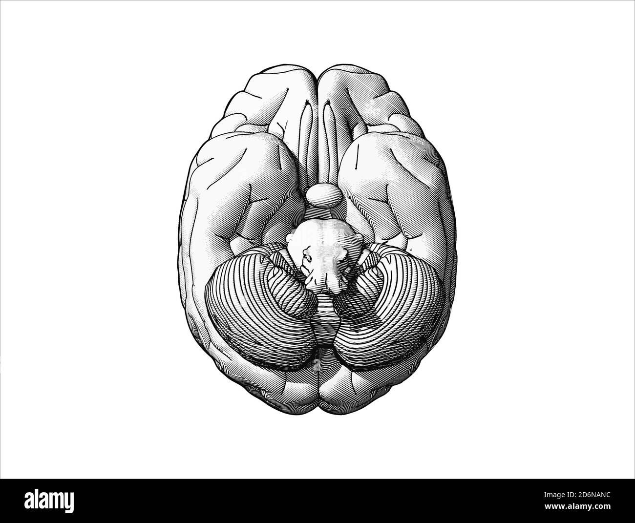 Brain surface anatomy hi-res stock photography and images - Alamy