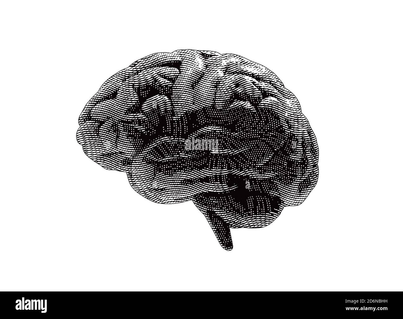 Monochrome vector engraving drawing human brain with light and shade ...