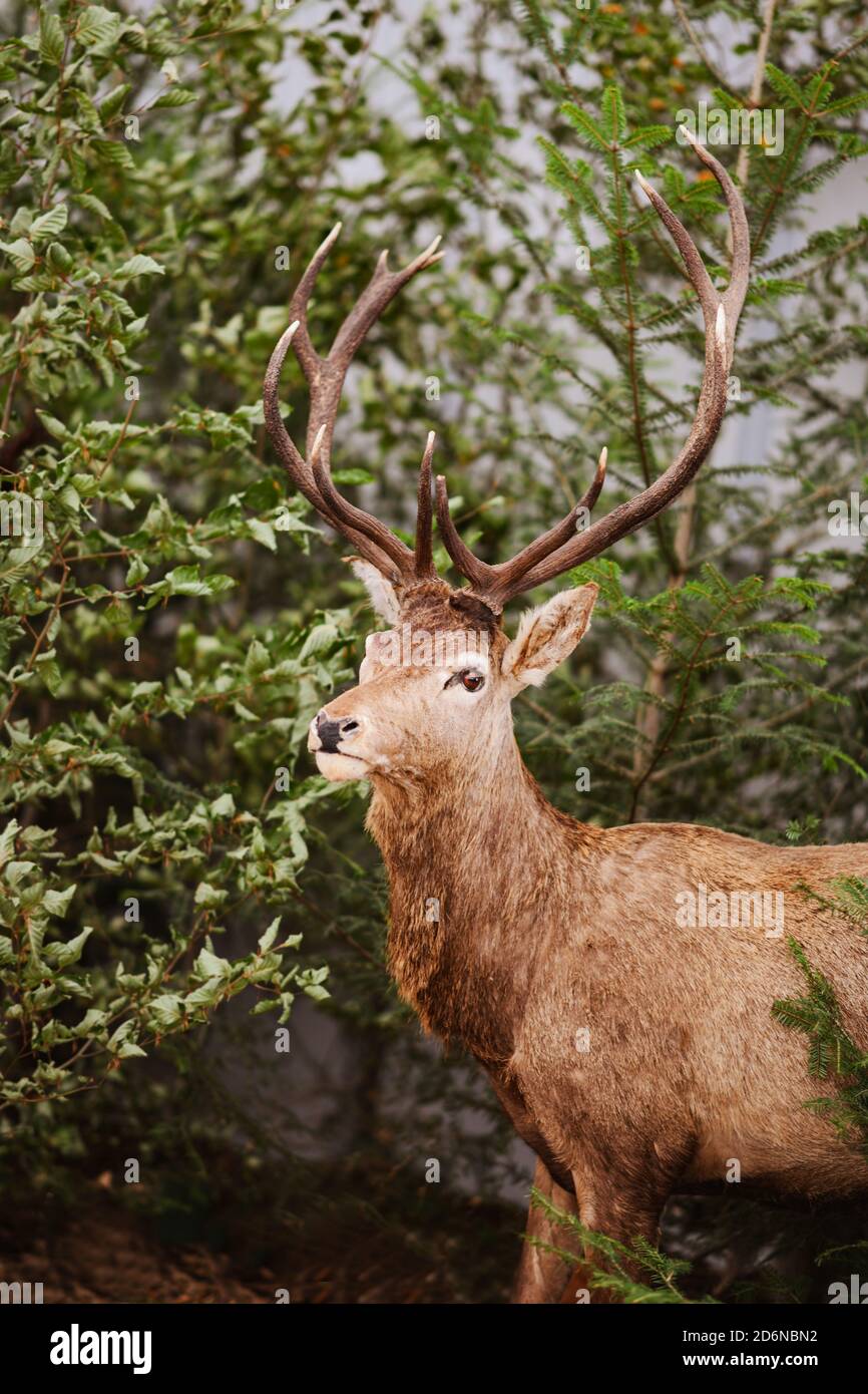 Deer , Cervus animal Stock Photo - Alamy