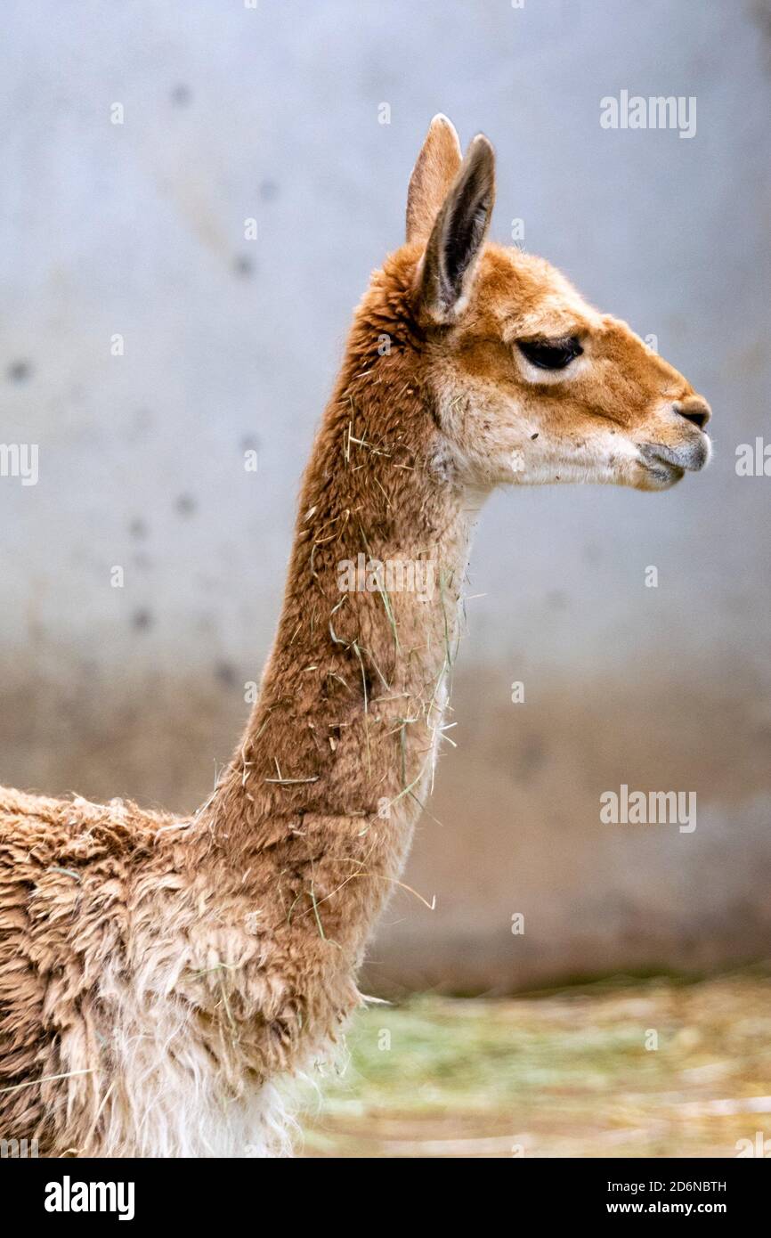 Vigogne hi-res stock photography and images - Alamy