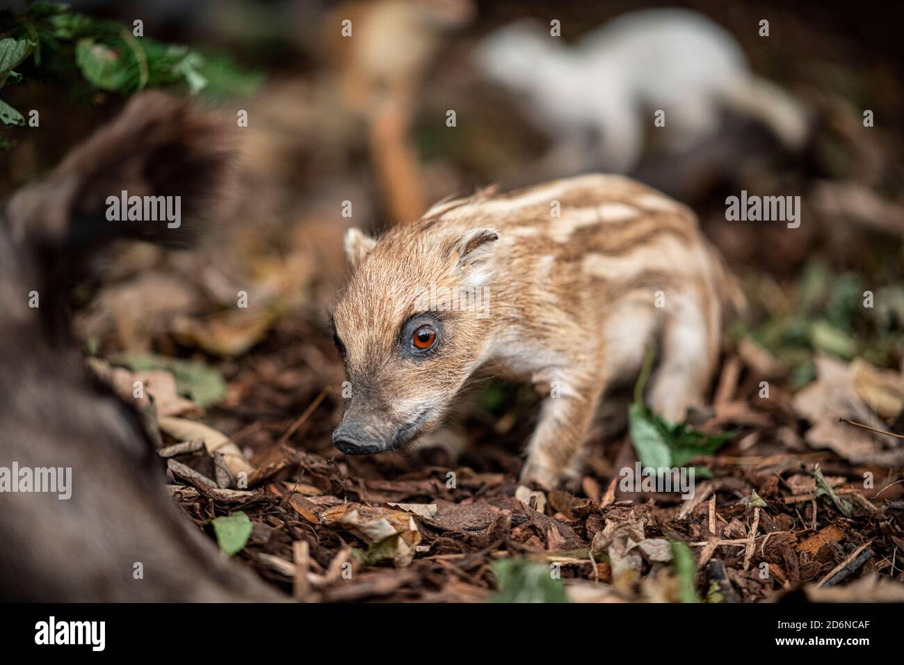 Fang of wild boar hi-res stock photography and images - Alamy
