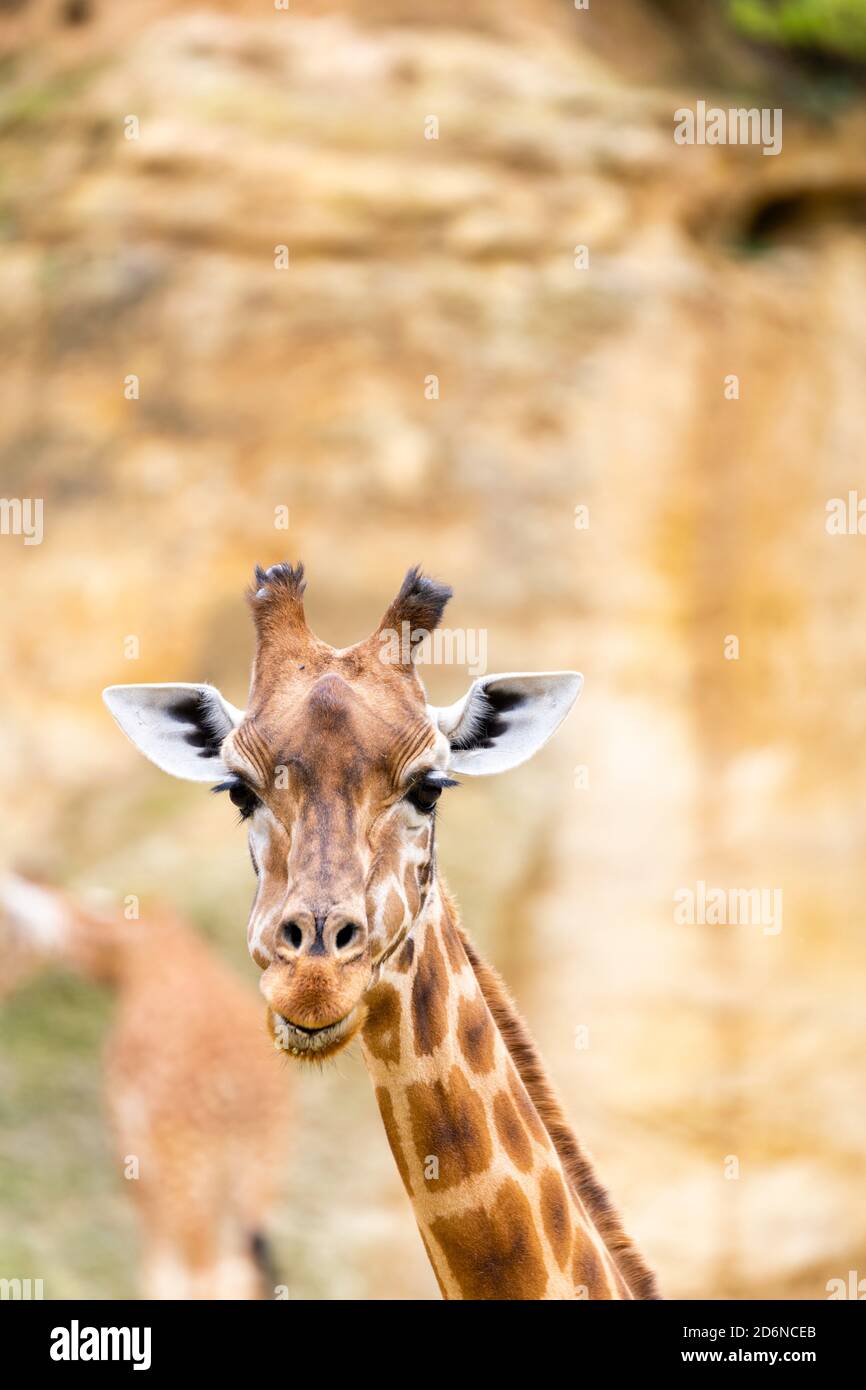 Giraffe front baby hi-res stock photography and images - Alamy