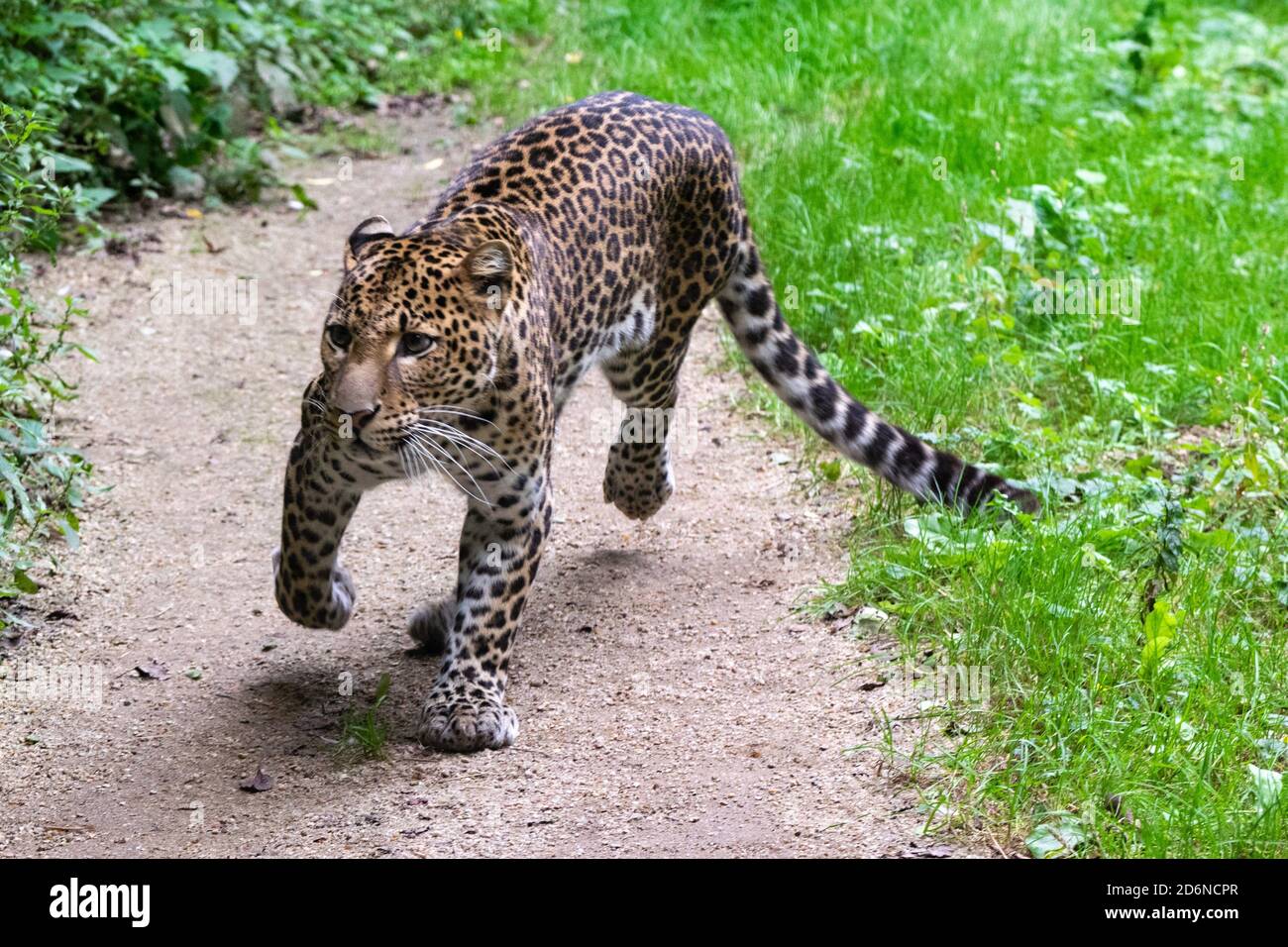 Leopard sauvage hi-res stock photography and images - Alamy