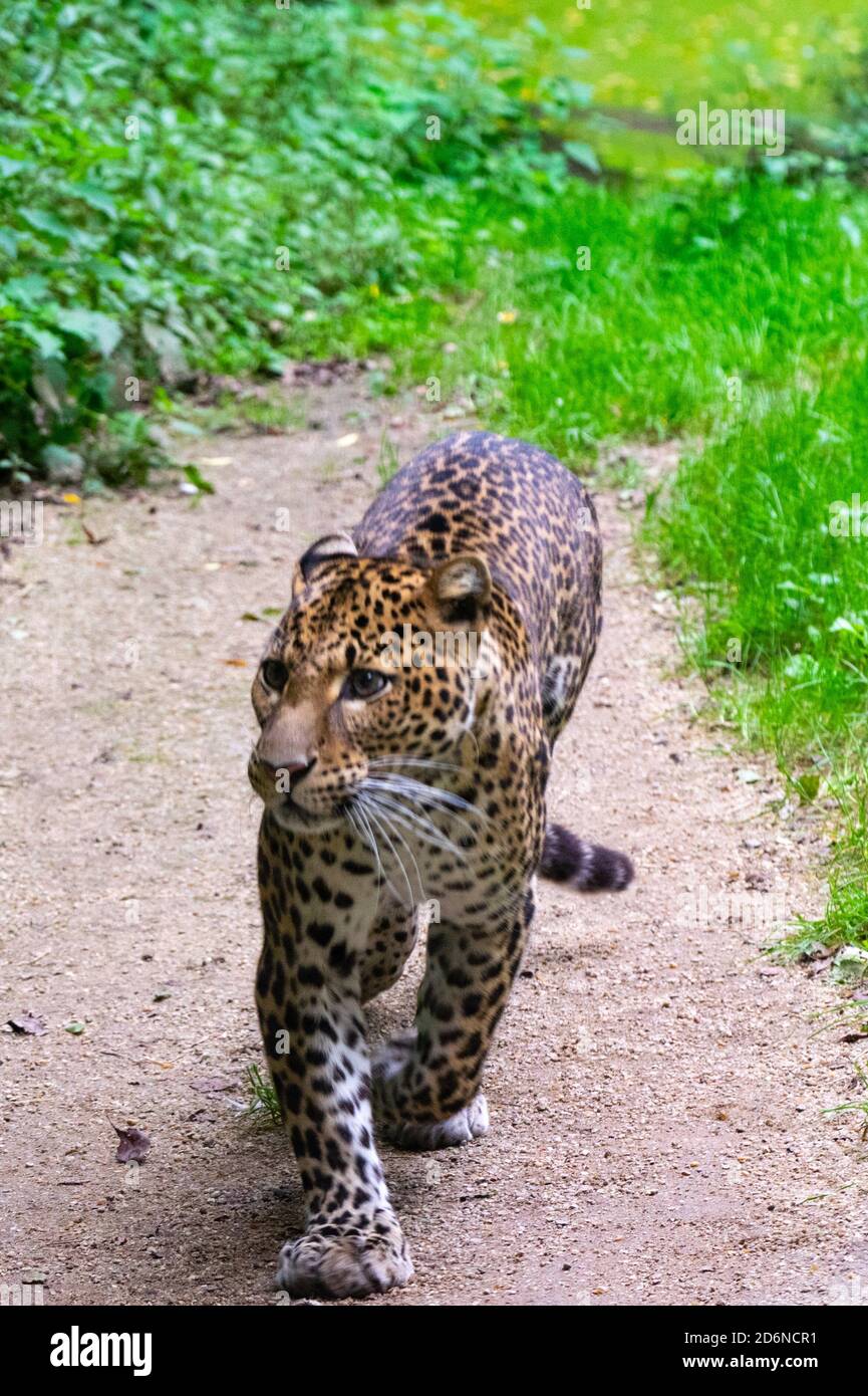 Savage leopard hi-res stock photography and images - Alamy