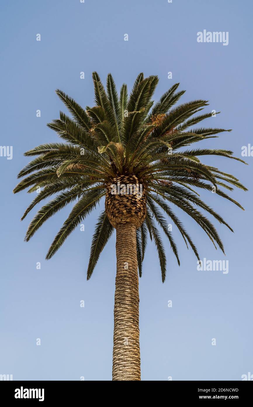 Tree park exotic crown hi-res stock photography and images - Alamy