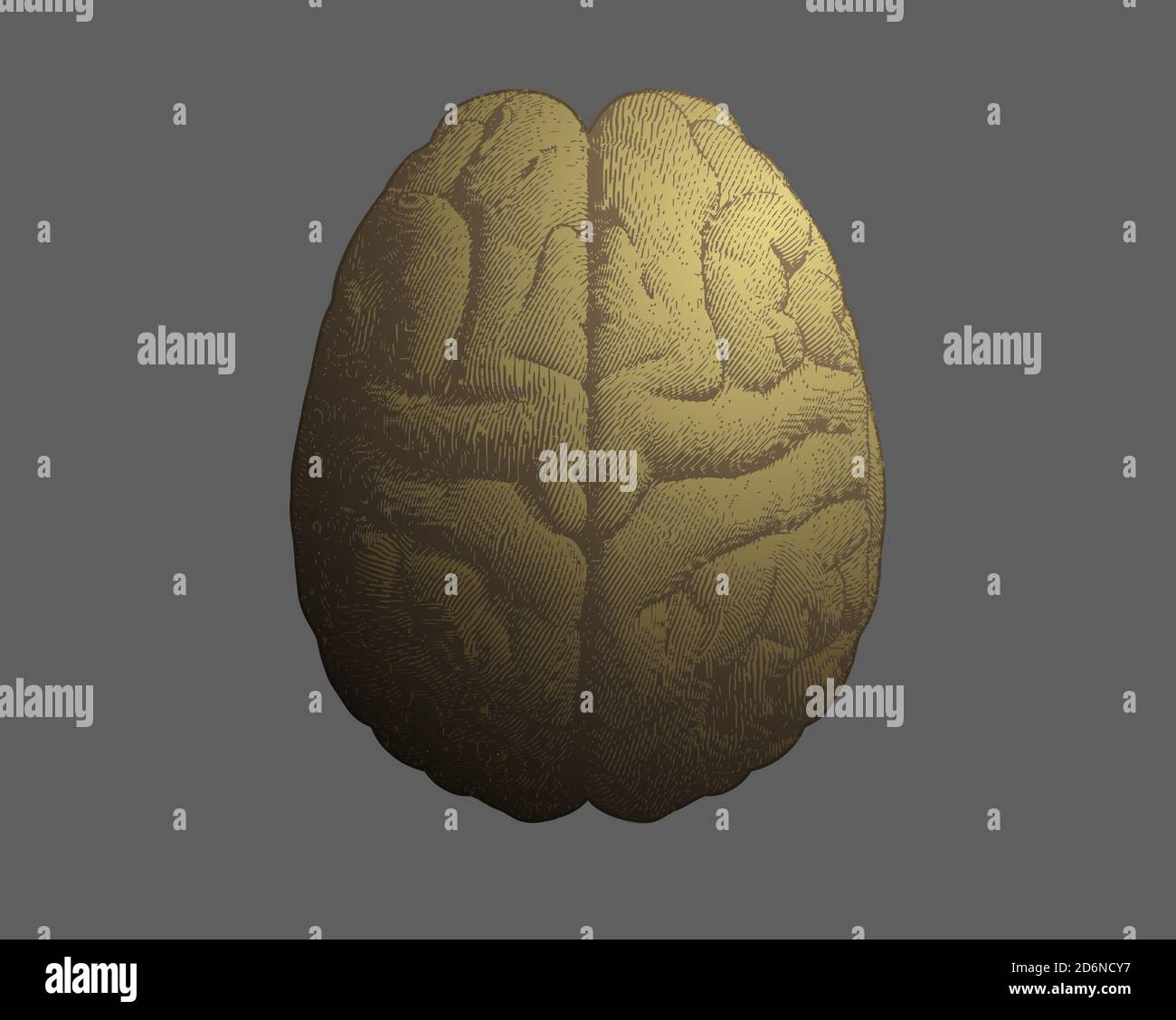 Human brain anatomy superior view hi-res stock photography and images ...