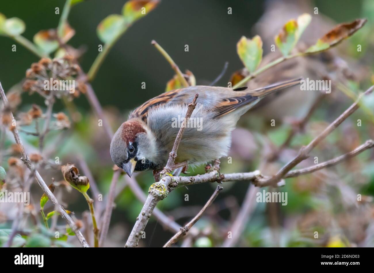 Male tree sparrow uk hi-res stock photography and images - Alamy