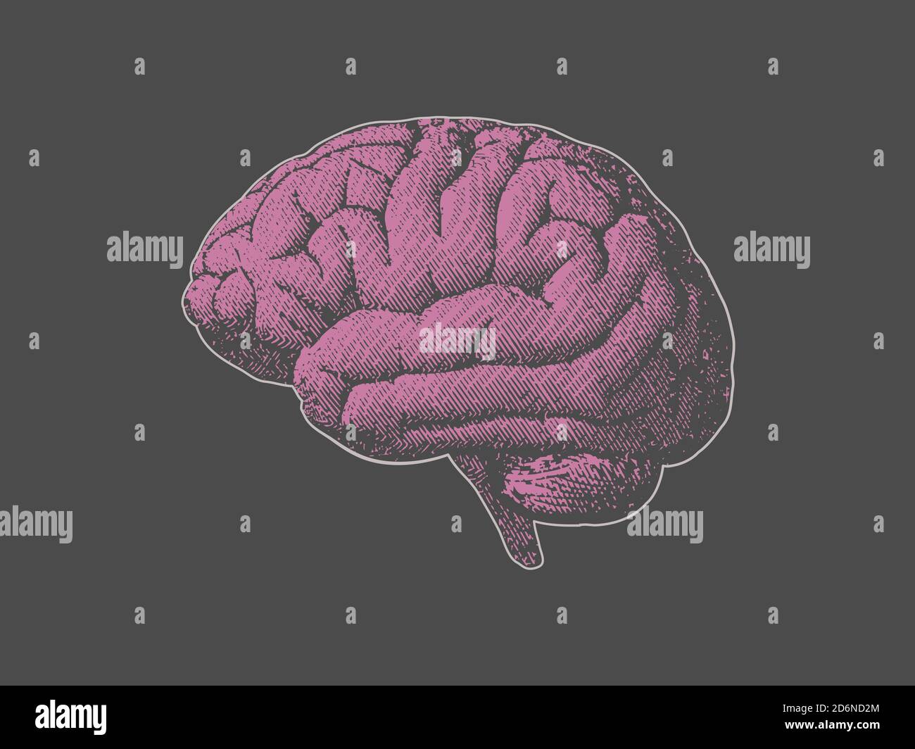Pink brain engraving drawing side view isolated on gray background ...