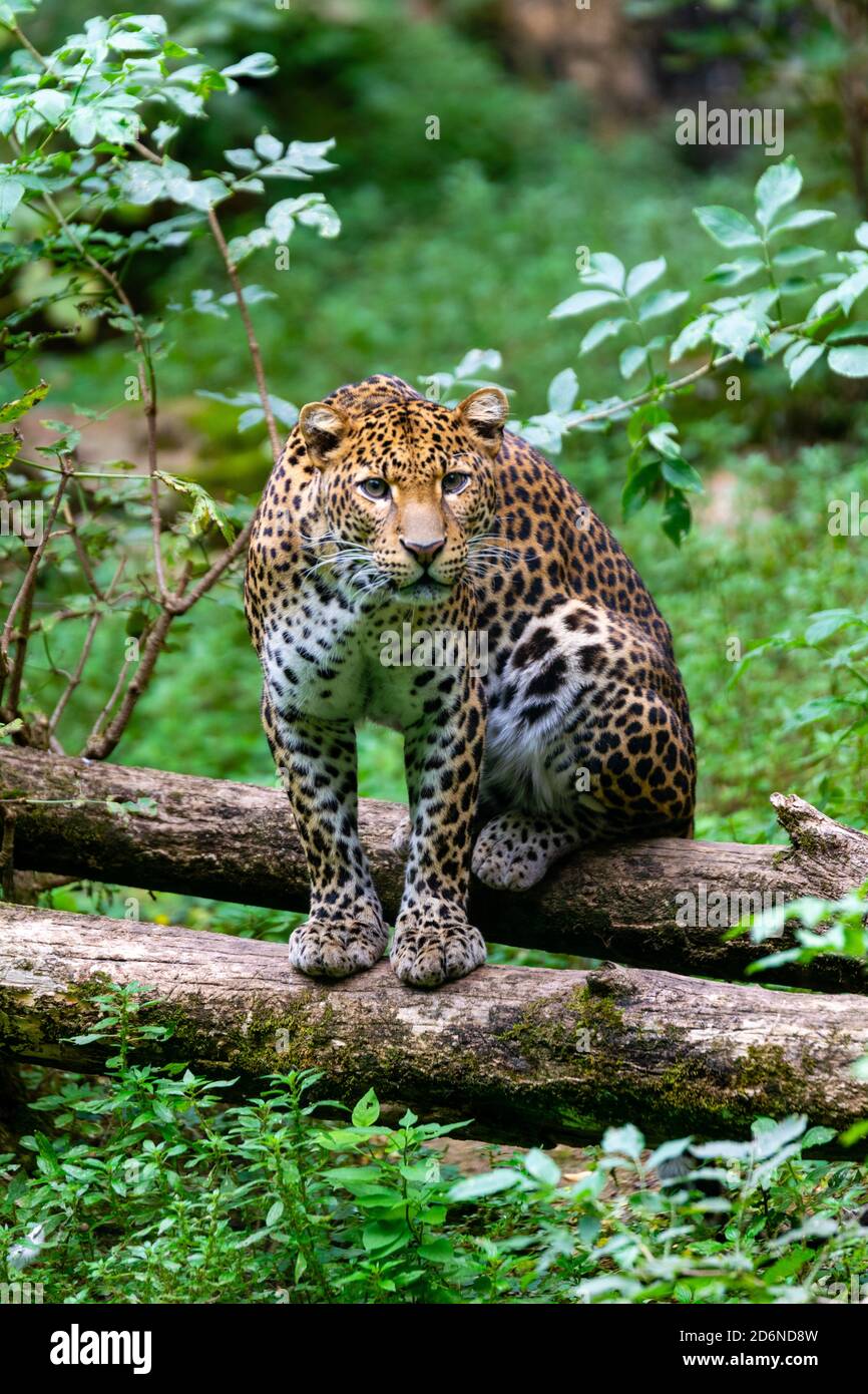 Faune nature animaux zoologie hi-res stock photography and images - Alamy