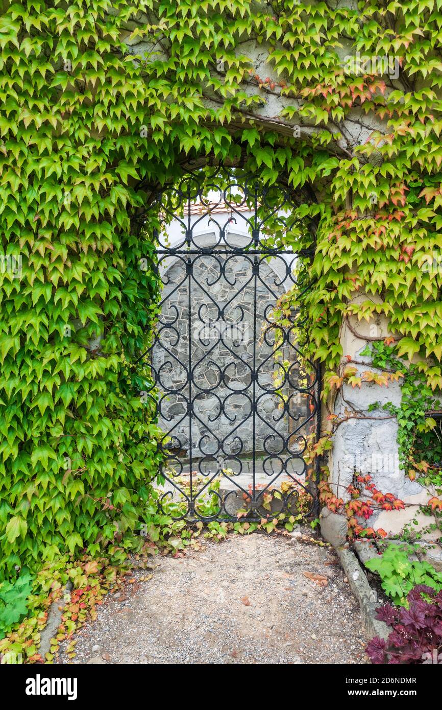 A beautiful arch with forged lattices and entwined with ivy Stock Photo ...