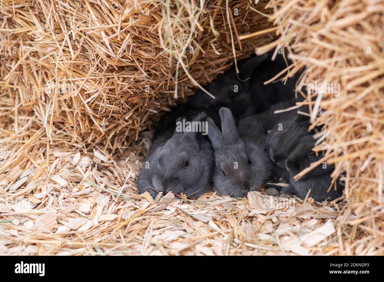 rabbits black farm animal Stock Photo - Alamy