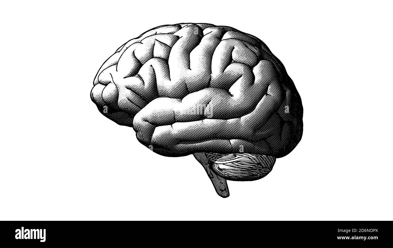Brain Drawing Side View