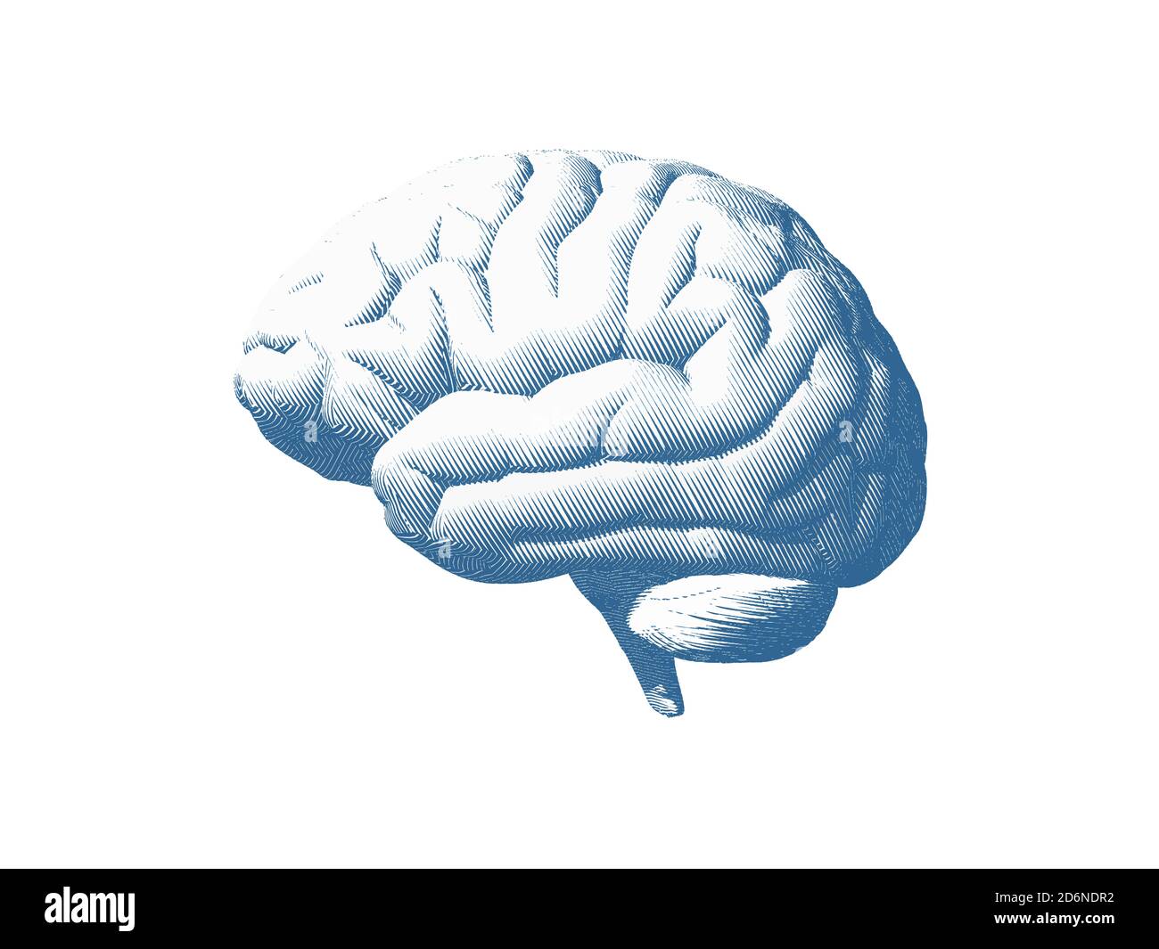 Blue human brain side view engraving in high contrast style isolated on ...